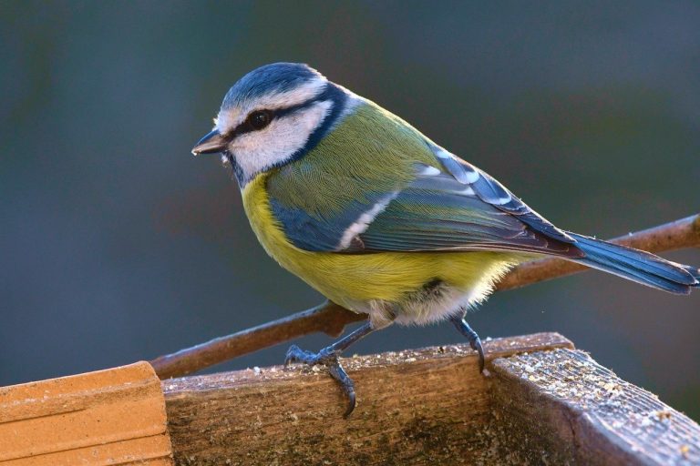 UK’s 10 Most Common Birds - Mapleseeds